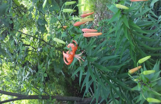 I Will Turn Your Old Negatives Into Digital Photos | Legiit